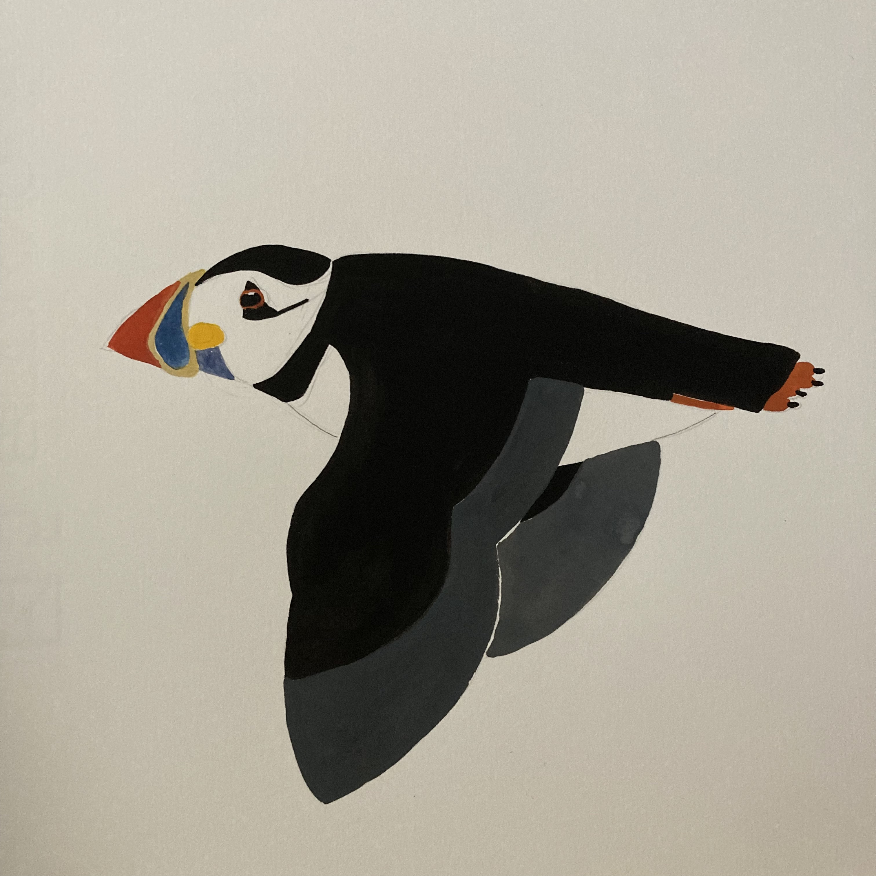 More Illustrations: Puffin, Ring Ouzel, Eider – Jennifer Moore