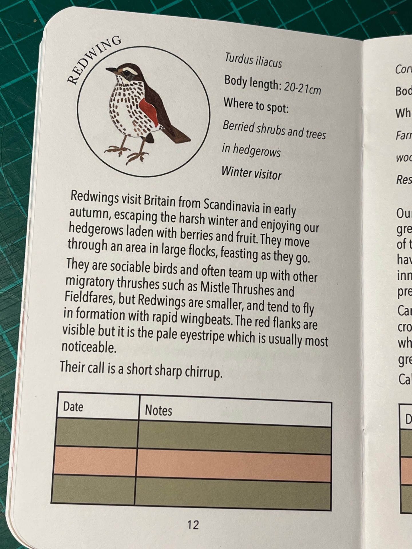 Redwing Sightings: winter birdwatching essentials – Jennifer Moore