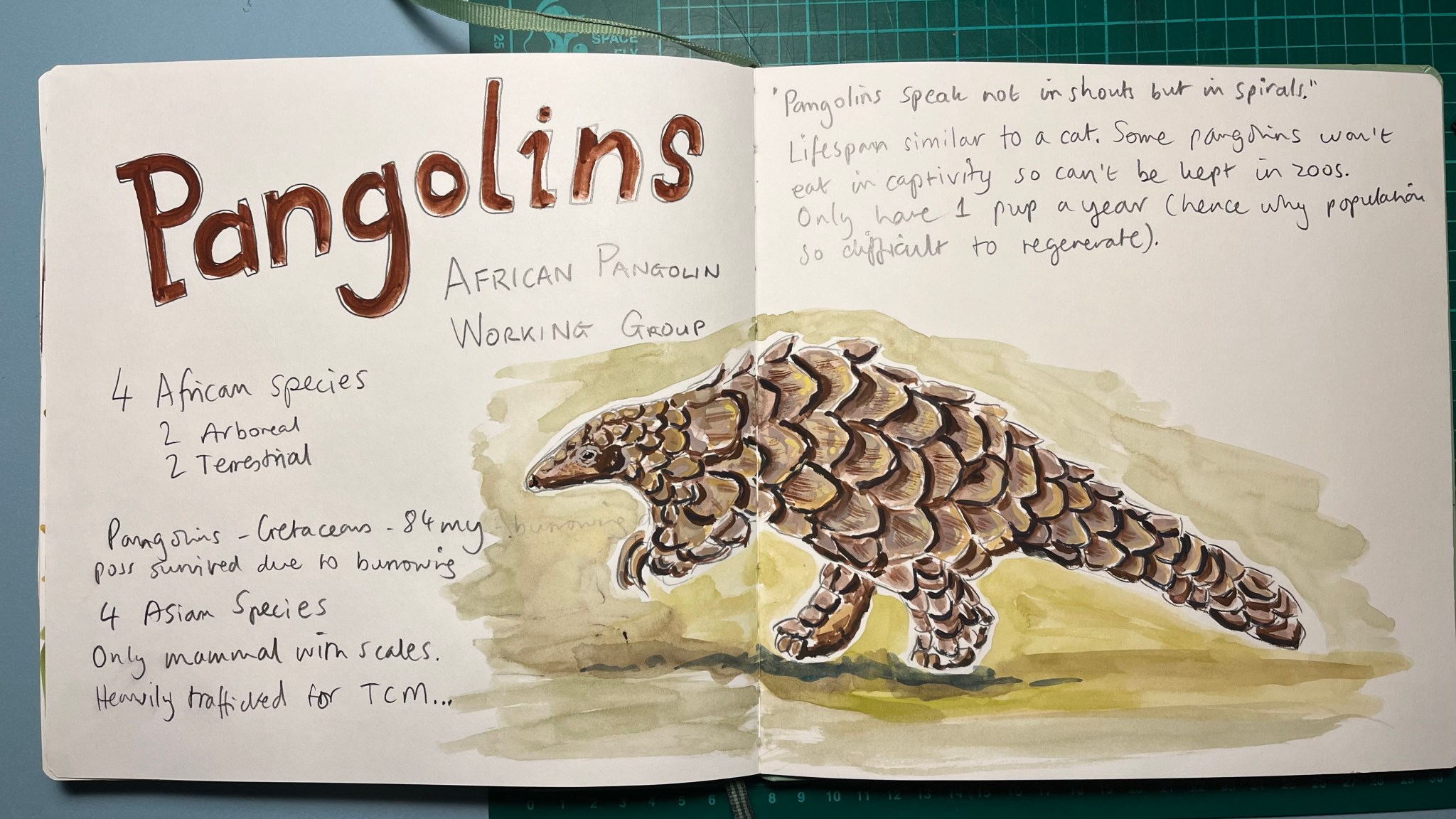Understanding Pangolins: conservation efforts and insights through art ...